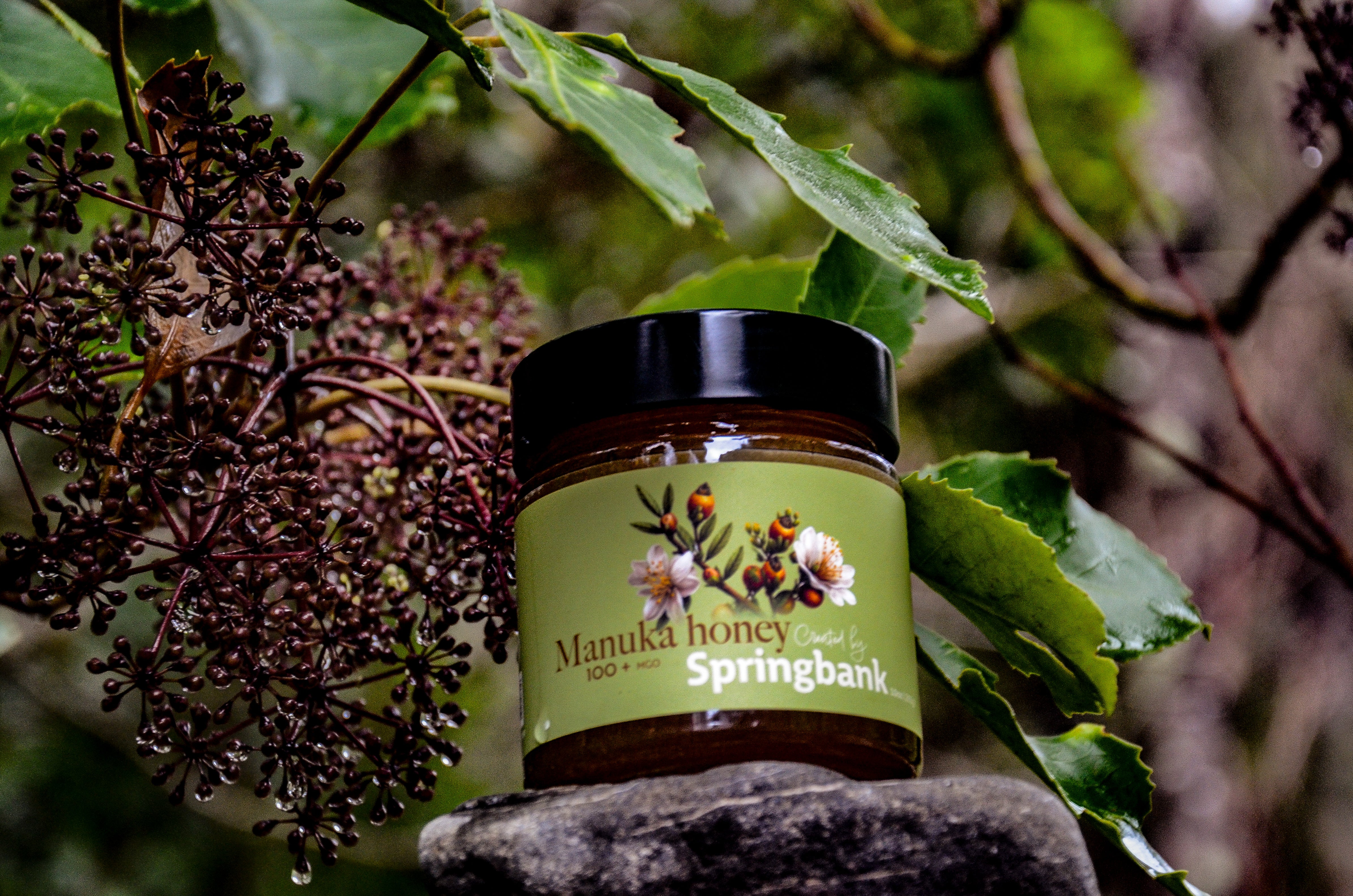 100 MGO Manuka Honey 10oz – Springbank Honey